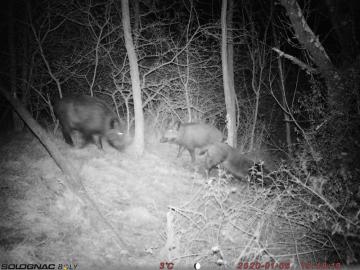 Test de la caméra de chasse BG 500 de Solognac