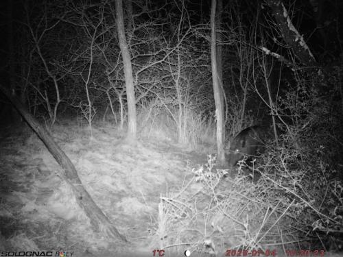 Test de la caméra de chasse BG 500 de Solognac