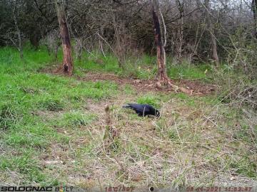Test de la caméra de chasse BG 100 de Solognac