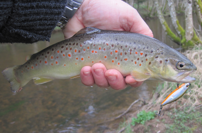 Comment choisir ses poissons nageurs pour la truite
