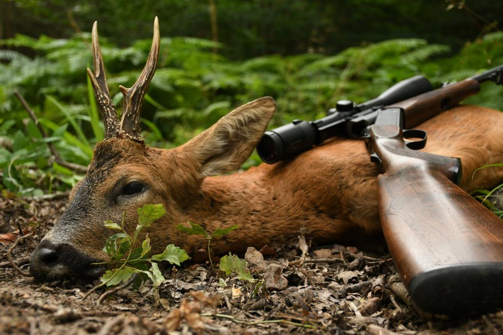7x64 et 7x65R Brenneke : deux calibres pour l'approche de tous nos gibiers