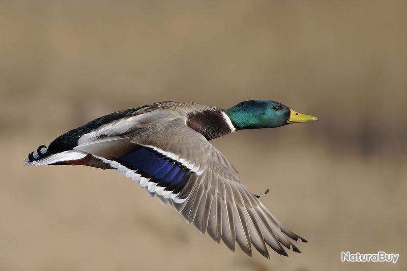 Chasse du canard au Domaine du Ringat - Chasses à la journée (1480230)