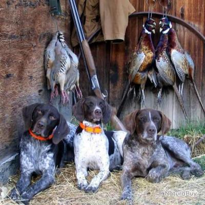 PACK "Passion Chasse en Sologne 2019-2020" - Chasses à la journée (4812503)