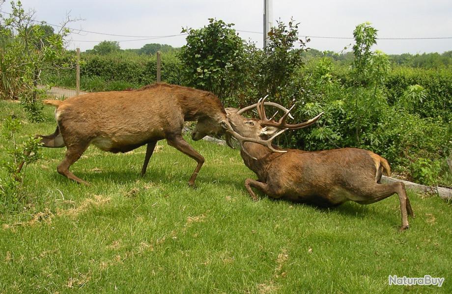 Taxidermie combat de cerfs brame - Trophées grand gibier européen (4864983)