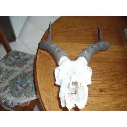 Vente de trophées de chasse africaine en ligne - Naturabuy