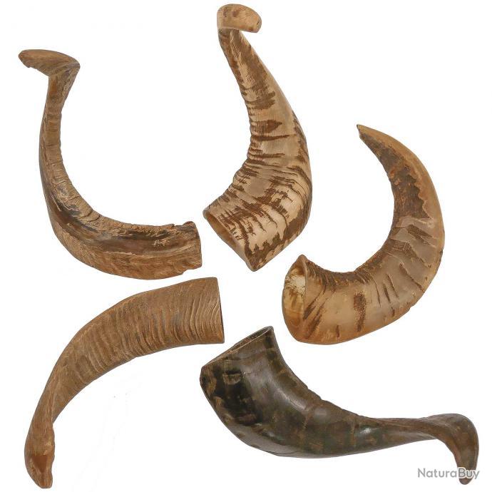 Corne de mouton polie - Mues, cornes, défenses (5134749)