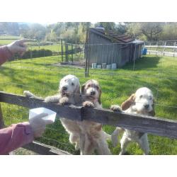 Chien courant : chiens de chasse courants à vendre ou à adopter
