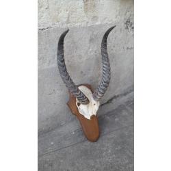 Vente de trophées de chasse africaine en ligne - Naturabuy