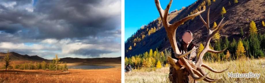 Mongolie : Cerf Maral - Voyage de chasse (6841588)