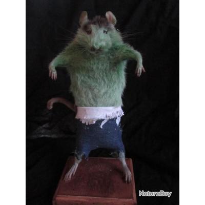 Taxidermie rat hulk taxidermy rat curiosité - Trophées petits gibiers ...