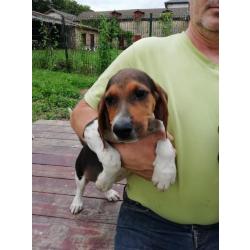 Chien courant : chiens de chasse courants à vendre ou à adopter