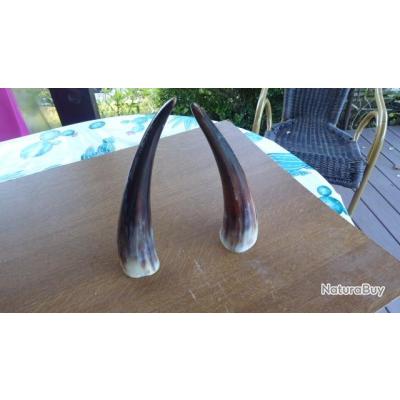 2 CORNES DE ZEBU? - Mues, cornes, défenses (8287641)