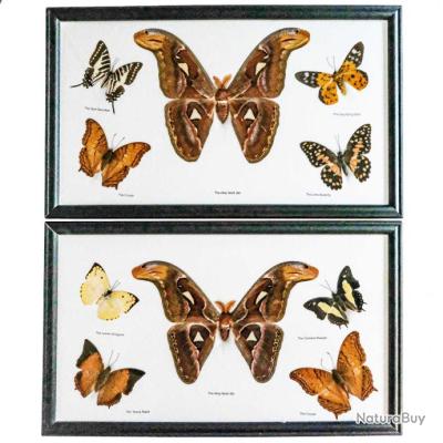 Cadre 37 x 22 cm avec 5 papillons véritables naturalisés - A l'unité ...