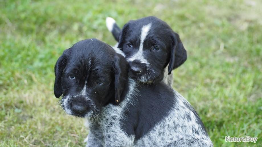 Chiots femelle drahthaar - Autres chiens d'arrêt (9438443)