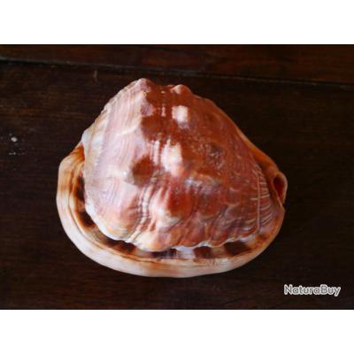 Coquillage Cassis rufa - Coquillages, crustacés et fossiles (9458321)