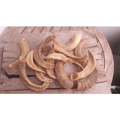 Cornes de bélier Mérinos - Plumes, oeufs, cranes, os ... (10052150)