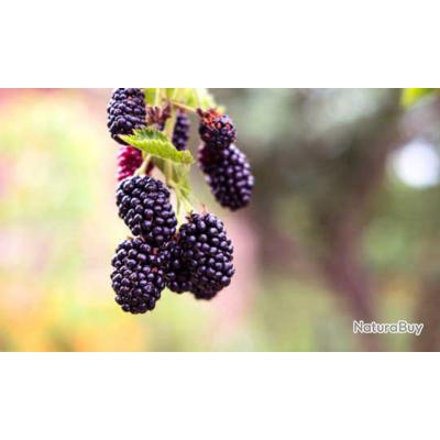 100 Graines de Mûre Sauvage -plante fruit rouge ronce jardin - semences ...