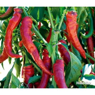 25 Graines de Poivron Doux Très Long des Landes - légumes potager ...