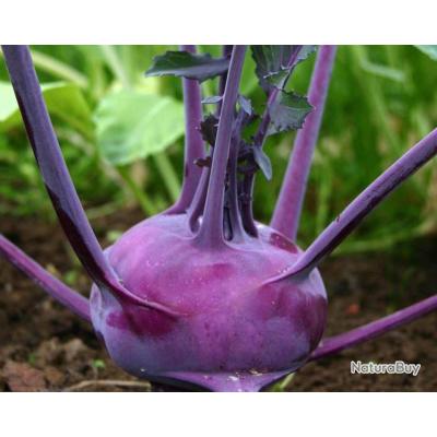 300 Graines de Chou Rave Delicatess Violet - légume ancien potager ...