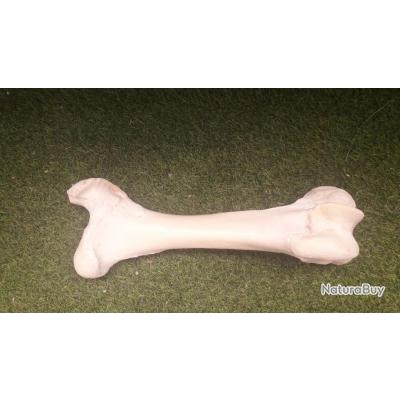 Fémur de Girafe ; Giraffa camelopardalis #F1 - Plumes, oeufs, cranes ...
