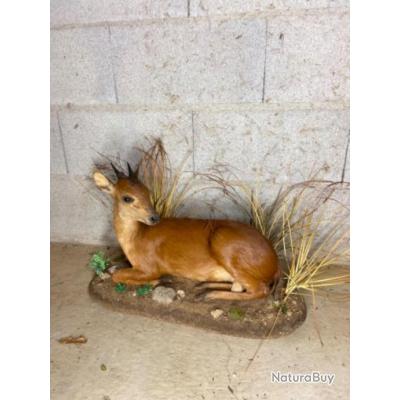 Antilope céphalopode rouge - Trophées africains (10265398)