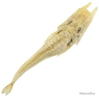 Poisson peristedion cataphractus naturalisé 23 à 26 cm - Poissons ...