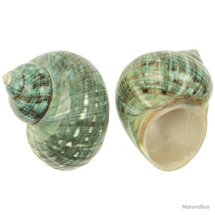 Coquillage turbo burgo vert poli 8 à 10 cm - Coquillages, crustacés et ...