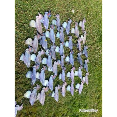 Forme sarcelle NRA FUD - Formes plastique - Blettes (10738069)