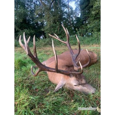 Cerfs en Angleterre - Voyage de chasse (10768925)