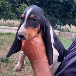 Chien courant : chiens de chasse courants à vendre ou à adopter | NaturaBuy