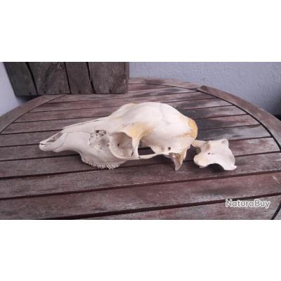 Crâne de jeune cerf élaphe avec canines - Plumes, oeufs, cranes, os ...