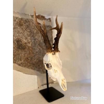 Support Trophée Brocard / Chamois / Isard - Accessoires divers (11129402)