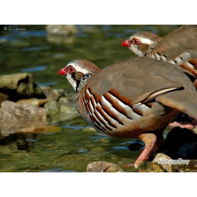 Chasse à la perdrix sauvage en Espagne - Voyage de chasse (12395918)