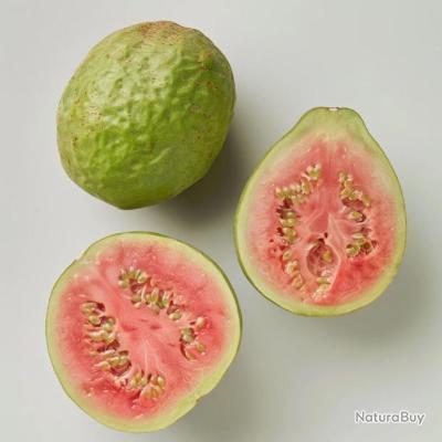 30 Graines de Goyavier - SemiSauvage Permaculture - Graines et semences ...