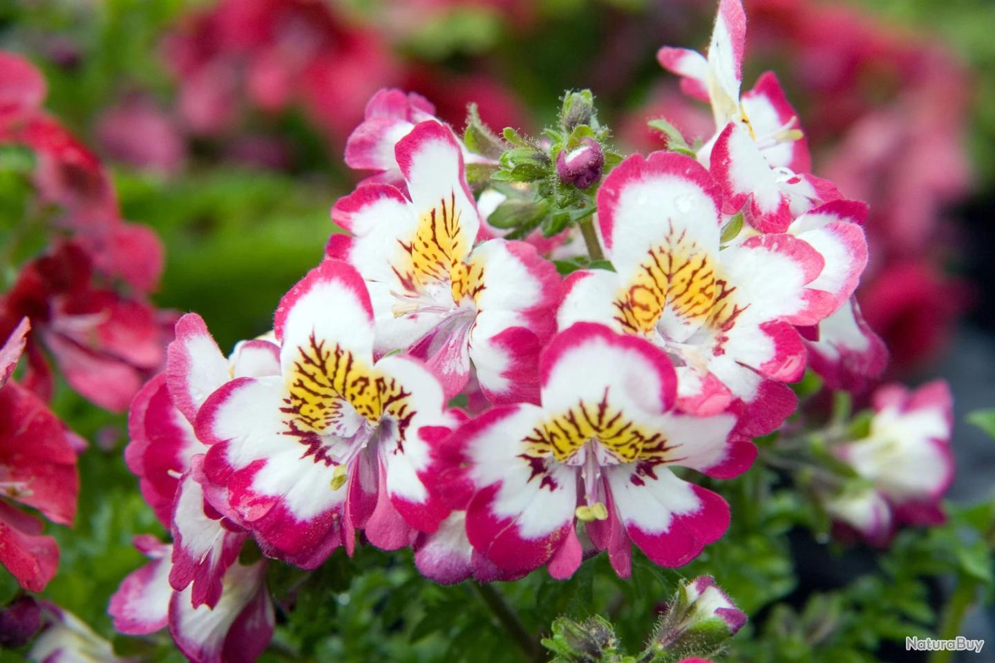 250 Graines de Fleur de Papillon (Schizanthus wisetonensis ...