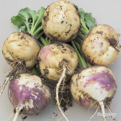 50 Graines de Rutabaga - SemiSauvage Permaculture - Graines et semences ...