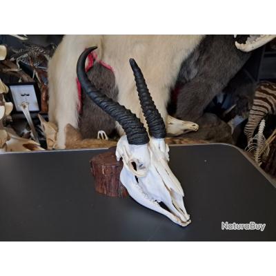 Crâne de Springbok ; Antidorcas marsupialis #2111 - Trophées africains ...