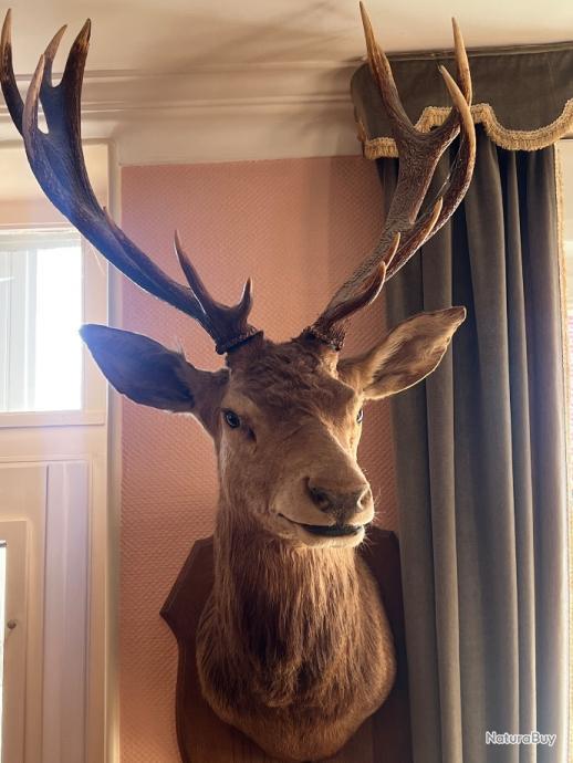 Tête de cerf empaillée 14 cors - Pièce exceptionnelle - Trophées grand ...