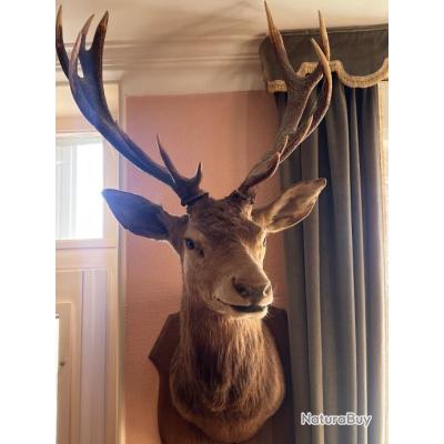 Tête de cerf empaillée 14 cors - Pièce exceptionnelle - Trophées grand ...