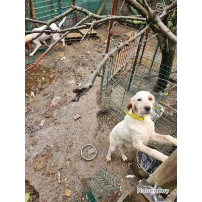 Setter Lemon femelle 7 mois - Setters (12955125)