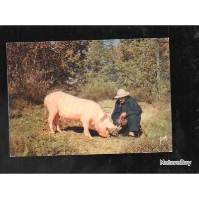 En périgord là ou le chercheur de truffes exerce son talent , truie ...