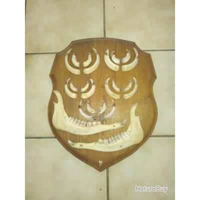 Magnifique blason avec dentition et défense de sanglier - Mues, cornes ...