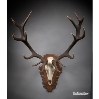 Massacre cerf 16 corps - Massacres (13368864)