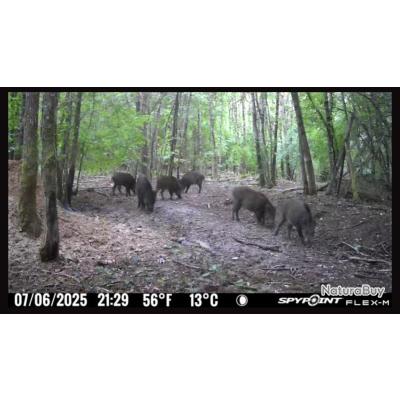 Action grand gibier Forêt Montécôt - Actions de chasse Grand Gibier ...