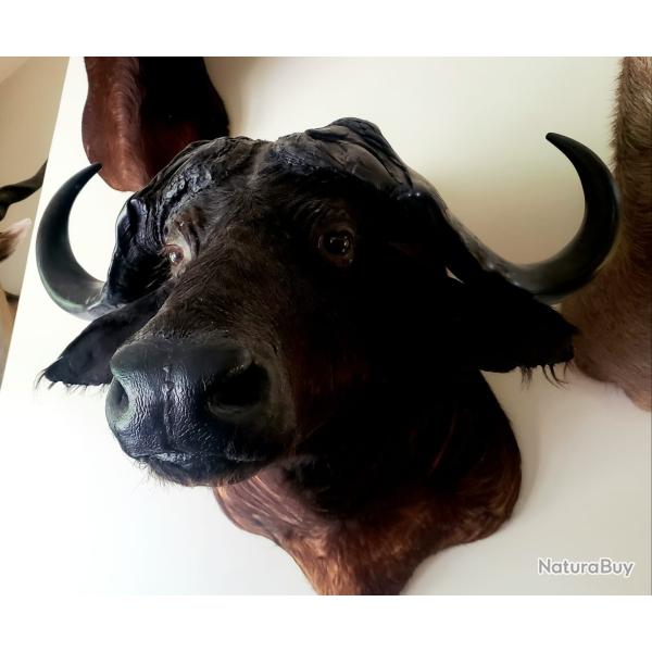 Buffle - Trophées africains (14188056)